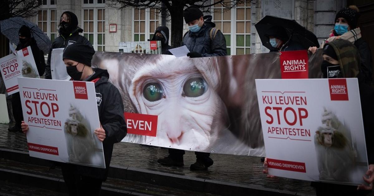 Animal Rights voert opnieuw actie tegen apentesten KU Leuven | Animal ...