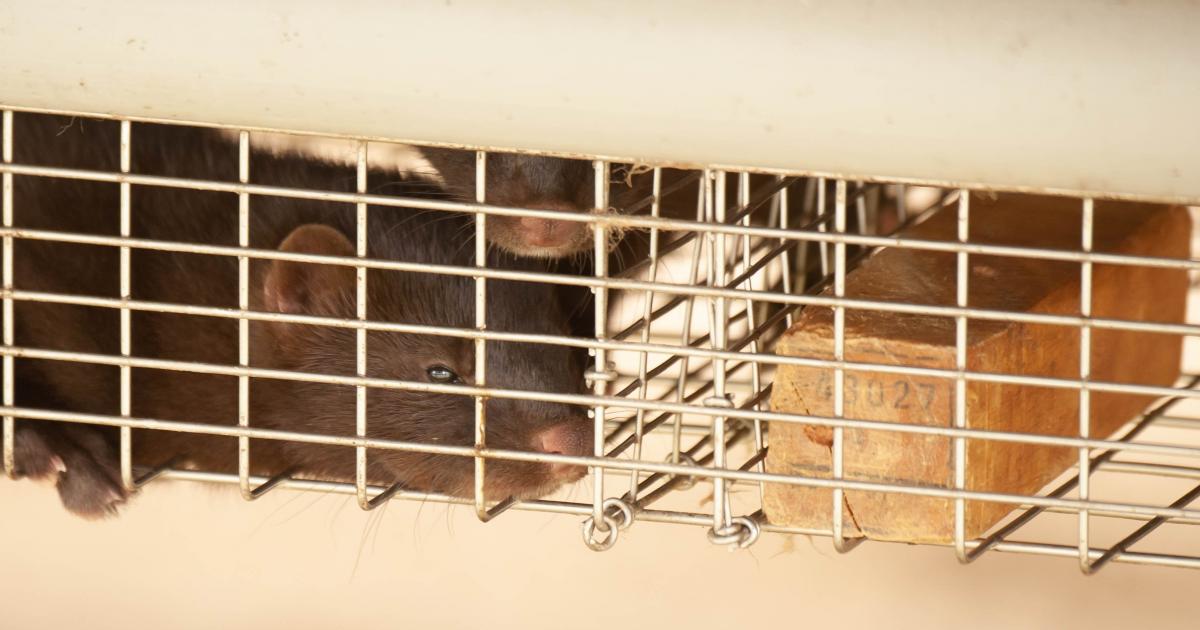 Opnieuw loslopende nertsen in Vlaanderen | Animal Rights