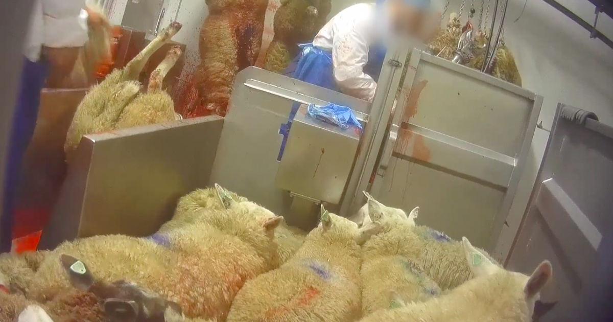 Animal Rights filmt opnieuw verschrikkelijke beelden in Vlaams ...